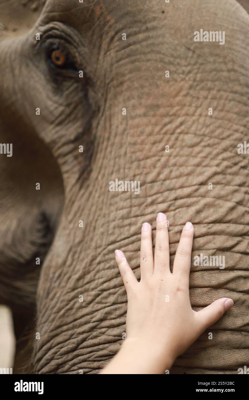 Touching an elephant hi-res stock photography and images - Alamy