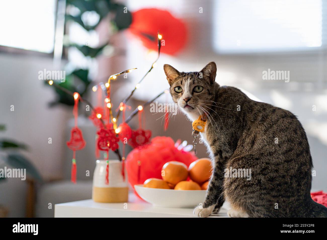 Cat prepare Chinese New Year Celebrations at home. cute domestic ...