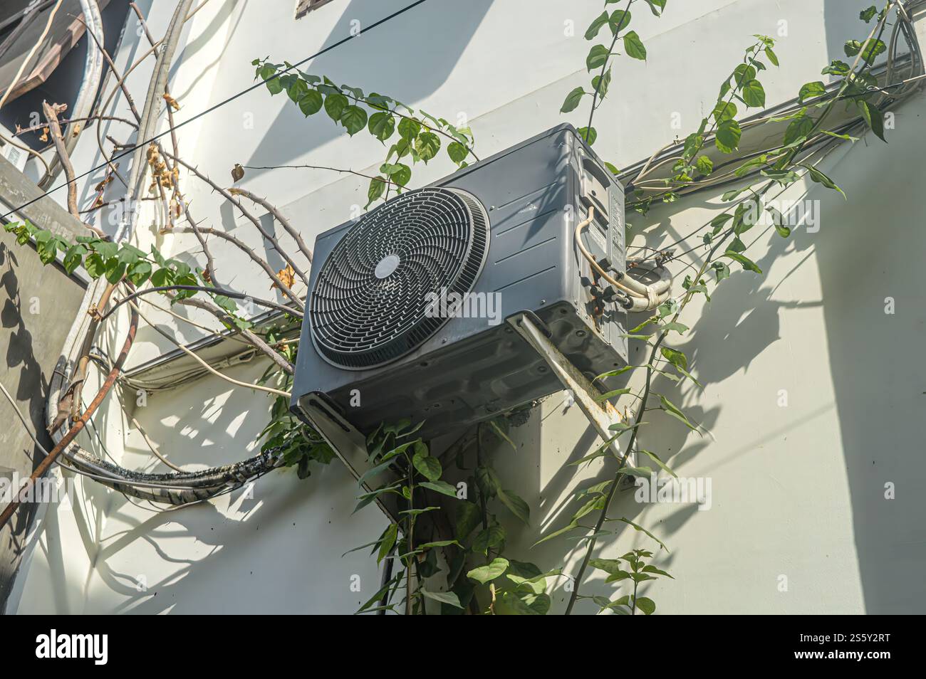 an air conditioner condenser overgrown with thorny vines around it ...