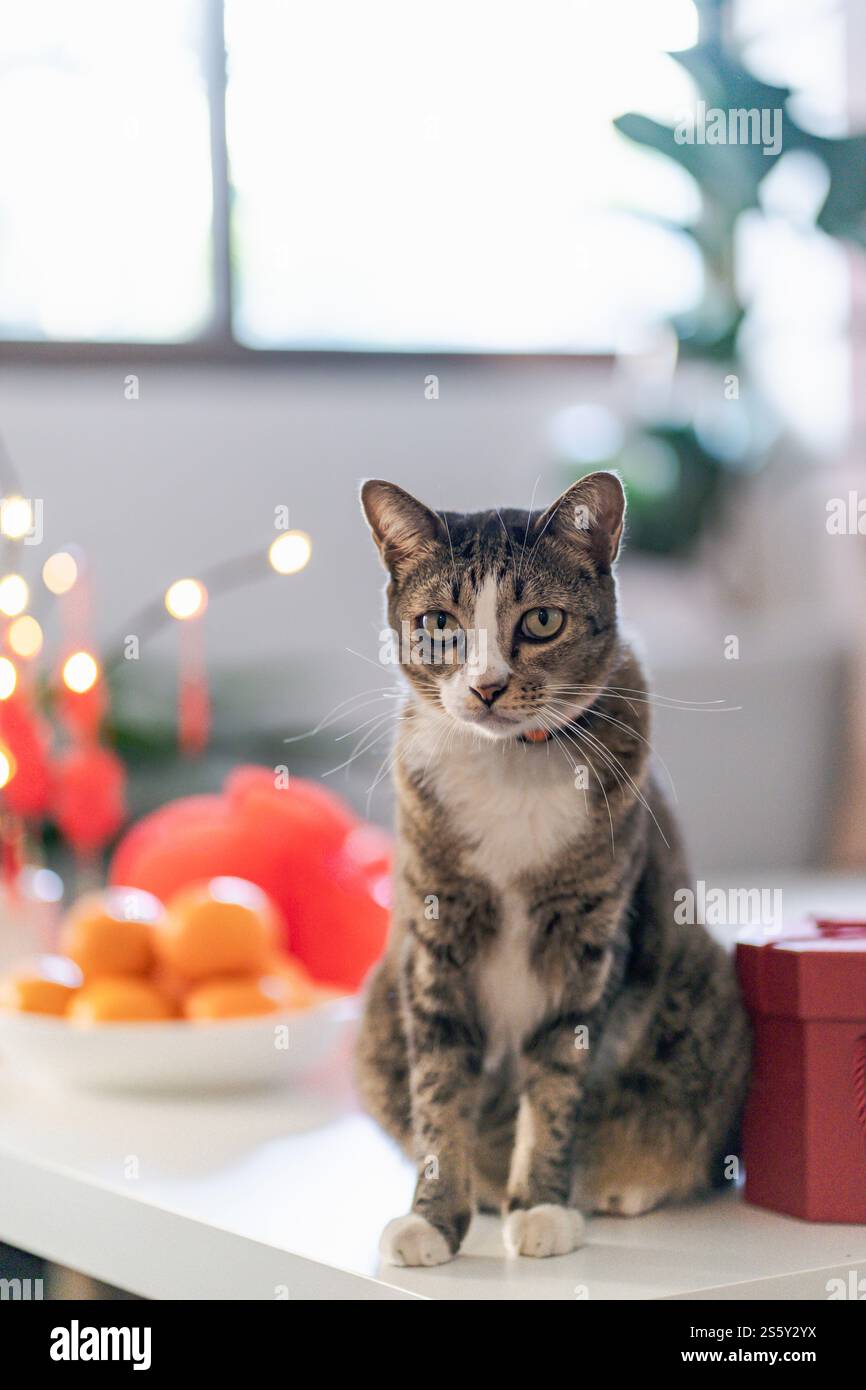Cat prepare Chinese New Year Celebrations at home. cute domestic ...