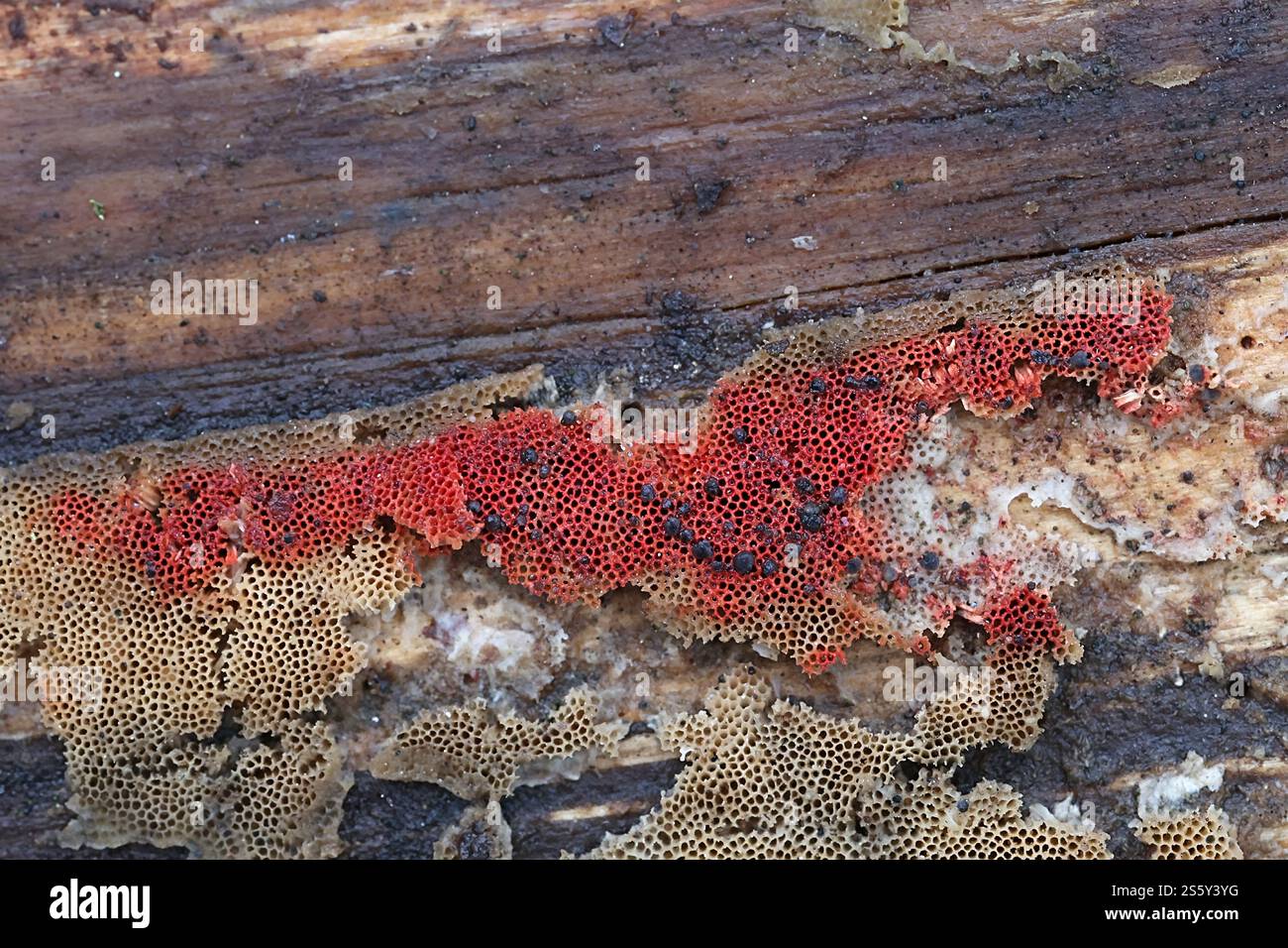 Hyphodiscus hymeniophilus hi-res stock photography and images - Alamy