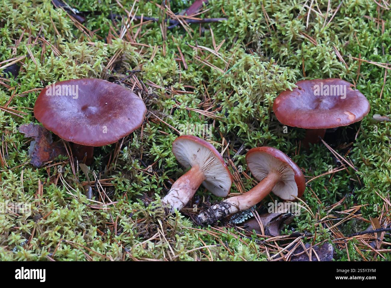 Lactarius rufus, commonly known as rufous milkcap, or red hot milk cap ...