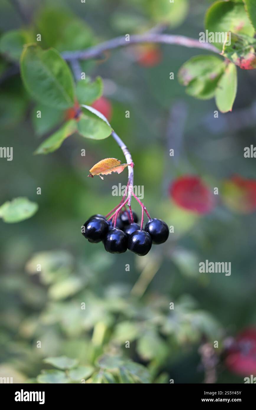 Berries of Sorbaronia fallax, also called × Sorbaronia mitschurinii and ...