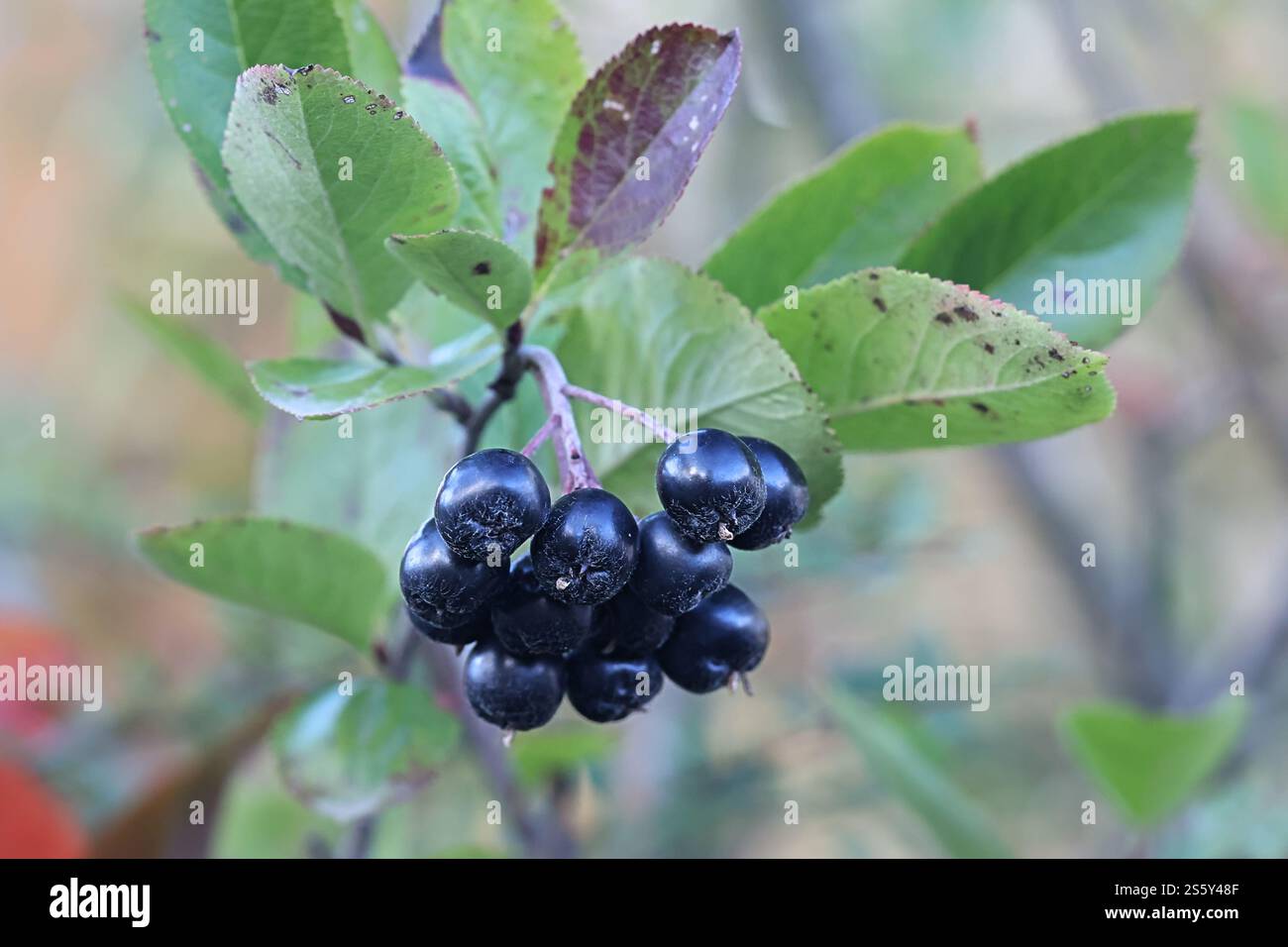 Sorbaronia hi-res stock photography and images - Alamy