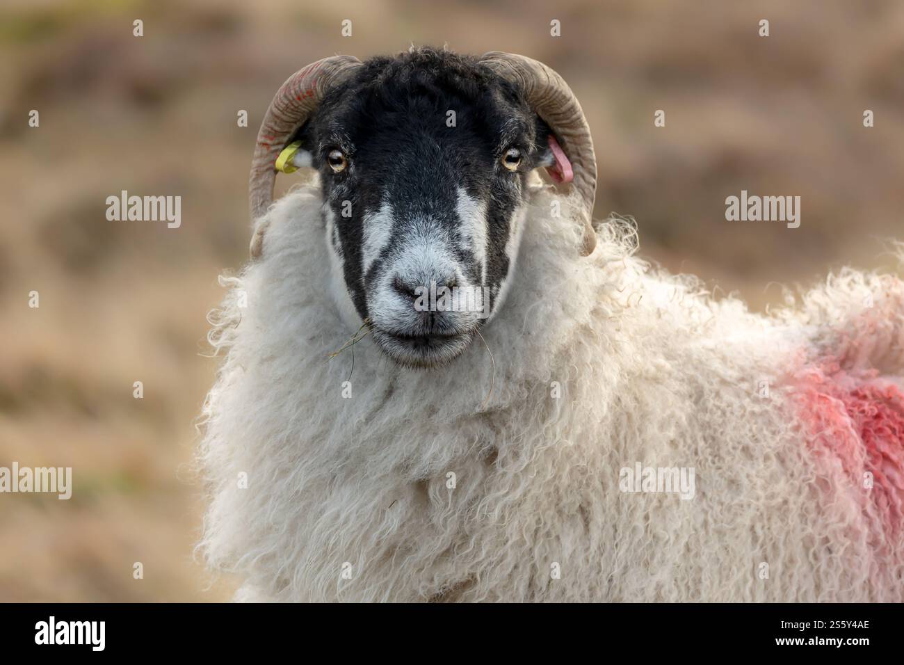 Dalesbred ewe or female sheep in winter with wisps of grass in her ...