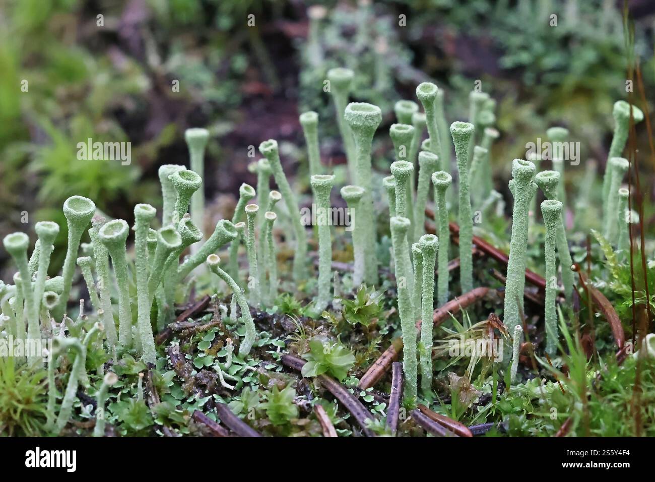 Cladonia fimbriata, commonly known as trumpet lichen, lichens from ...