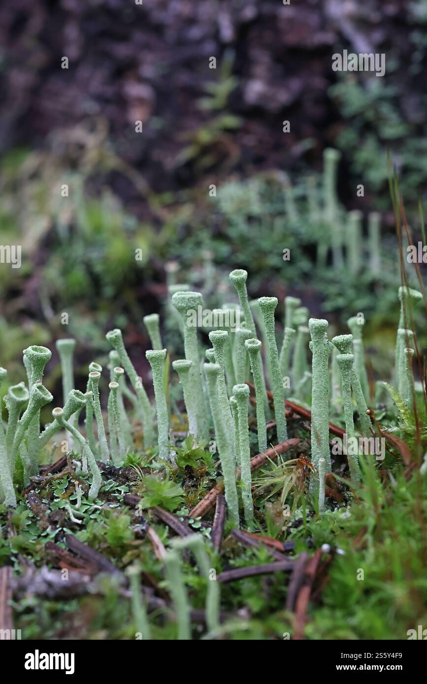 Cladonia fimbriata, commonly known as trumpet lichen, lichens from ...