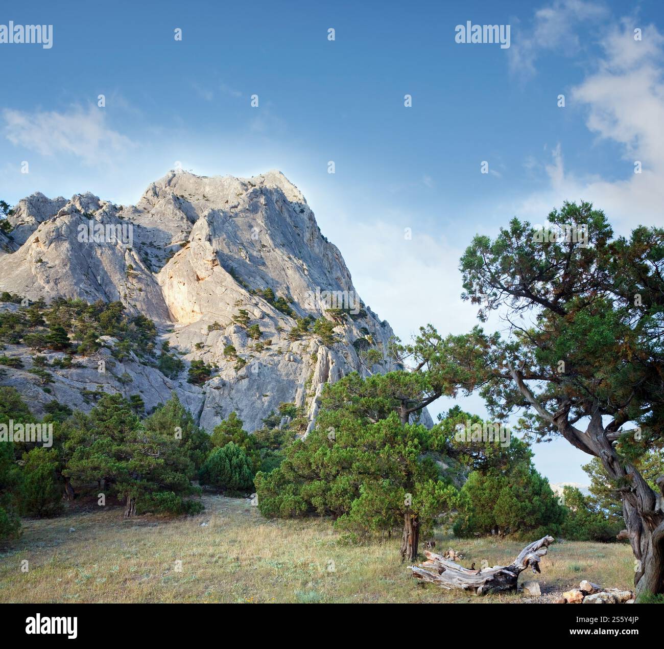 Rock with conifer trees on blue sky background (Sokol rock, Novyj Svit ...