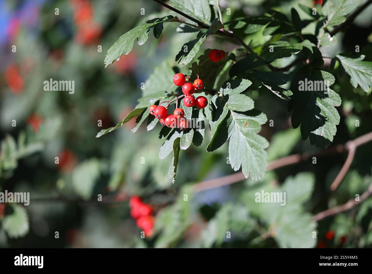 Berries of Hedlundia hybrida (formerly Sorbus hybrida), commonly known ...