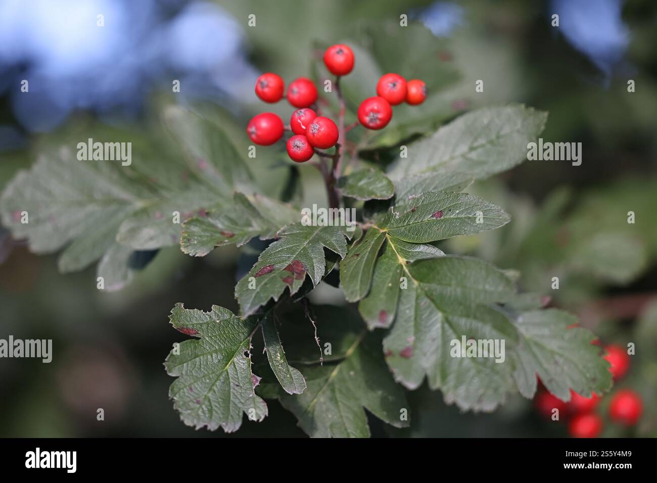 Berries of Hedlundia hybrida (formerly Sorbus hybrida), commonly known ...