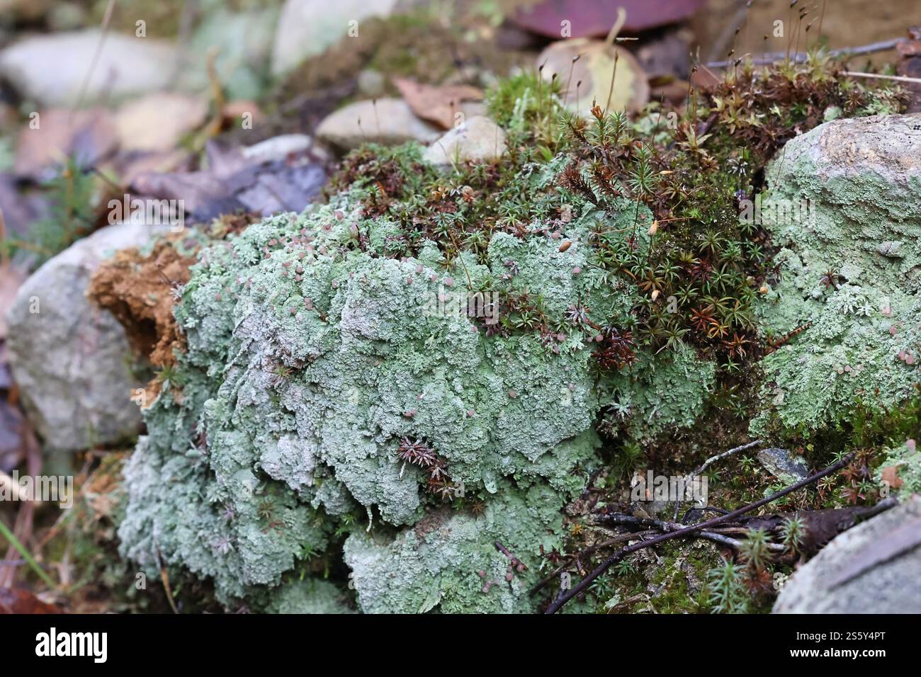 Baeomyces rufus, commonly known as the brown beret lichen, a cap lichen ...