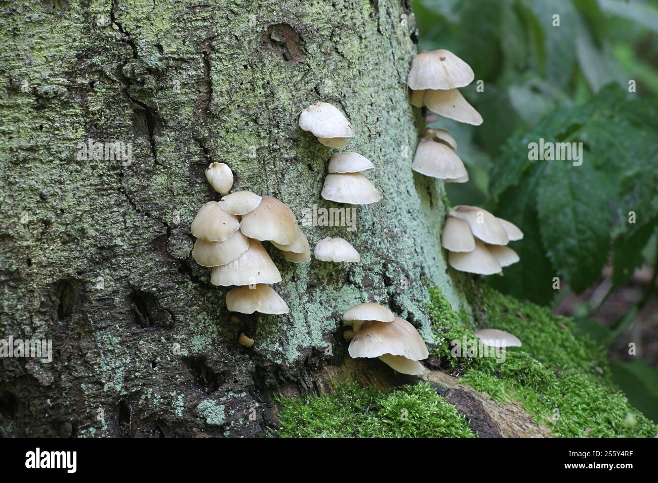 Pleurotus pulmonarius, commonly known as the Indian Oyster, Italian ...