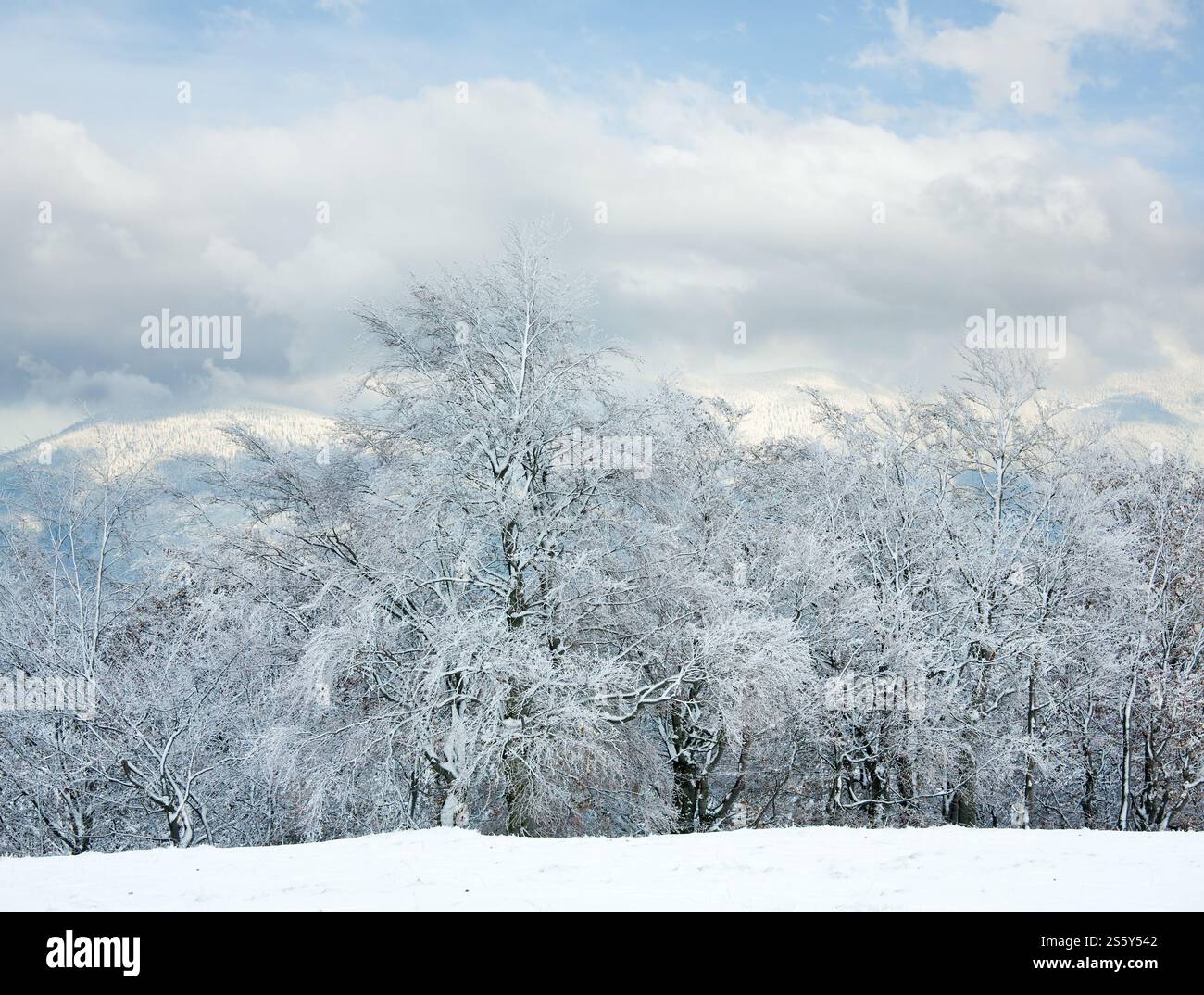 October mountain beech forest edge with first winter snow Stock Photo ...