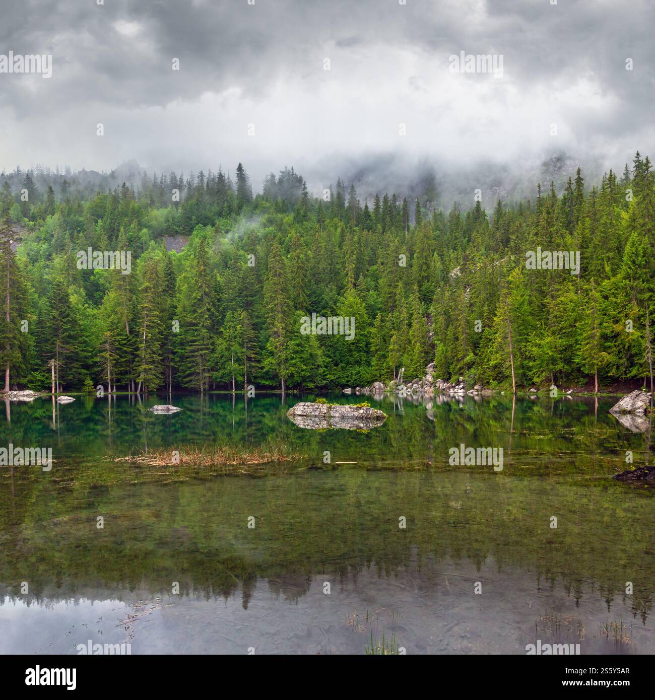 Small mountain forest lake in French Alps (misty summer morning Stock ...