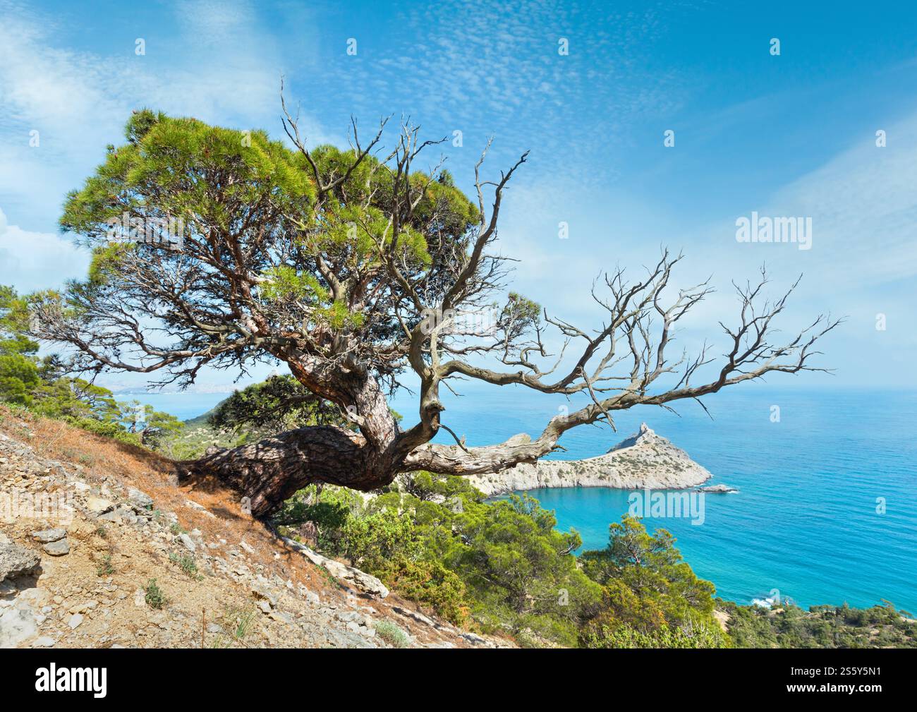 Coastline of Novyj Svit reserve summer view with pine tree in front and ...