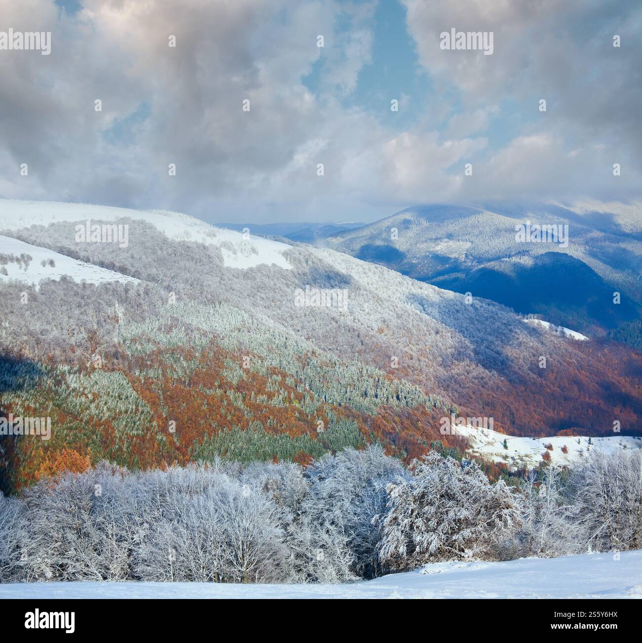 October mountain beech forest edge with first winter snow and last ...