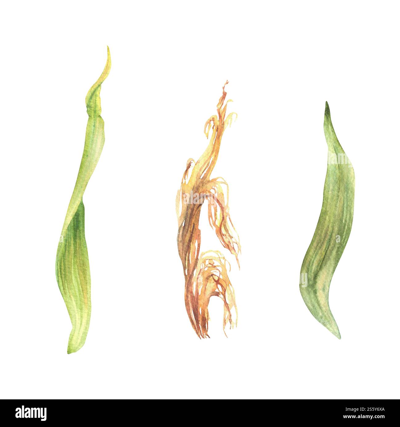 Corn plant green leaves or husks and fibers from the maize cob ...