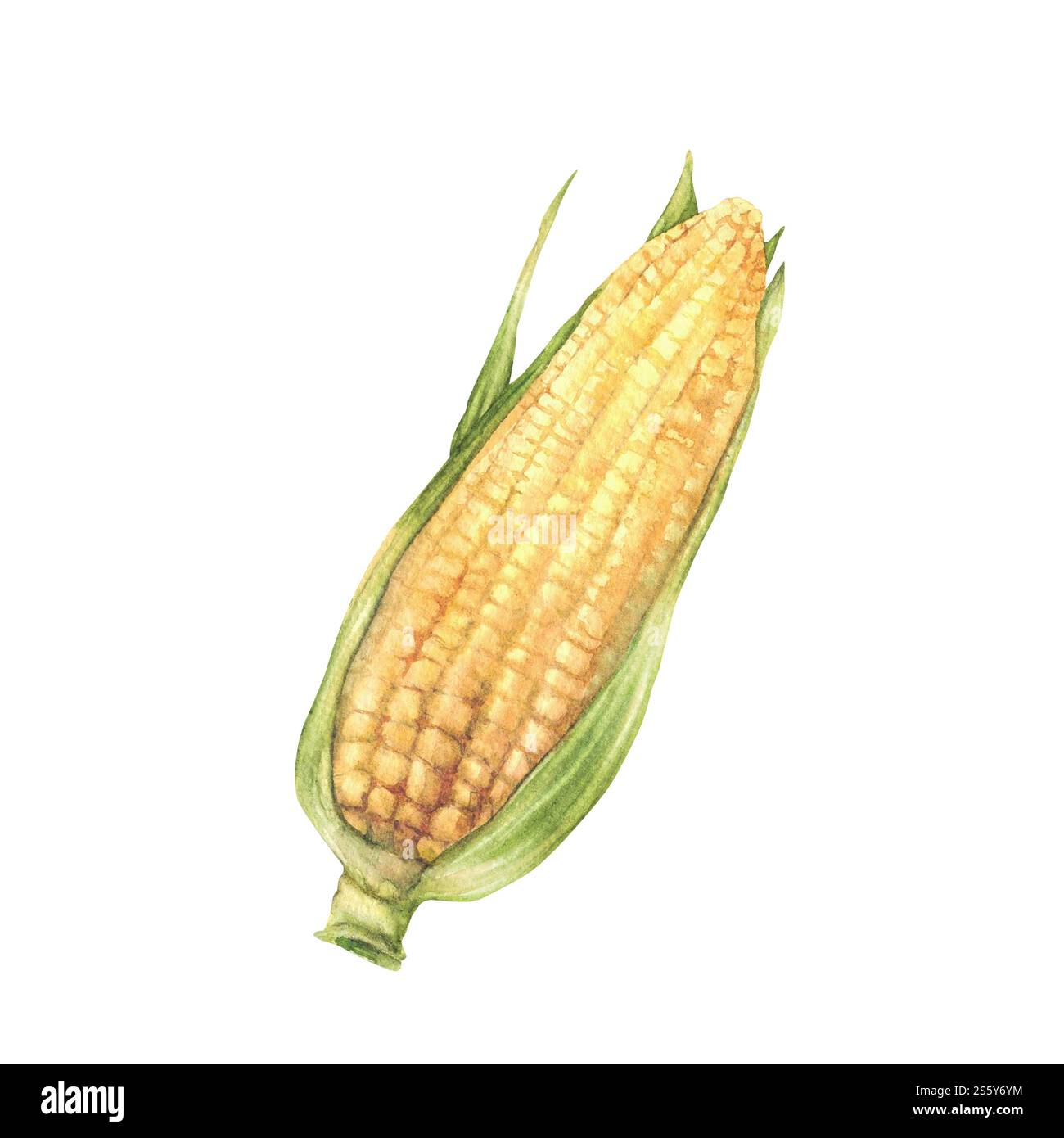 Corn cob or sweet maize. Yellow grain vegetable with green husks ...