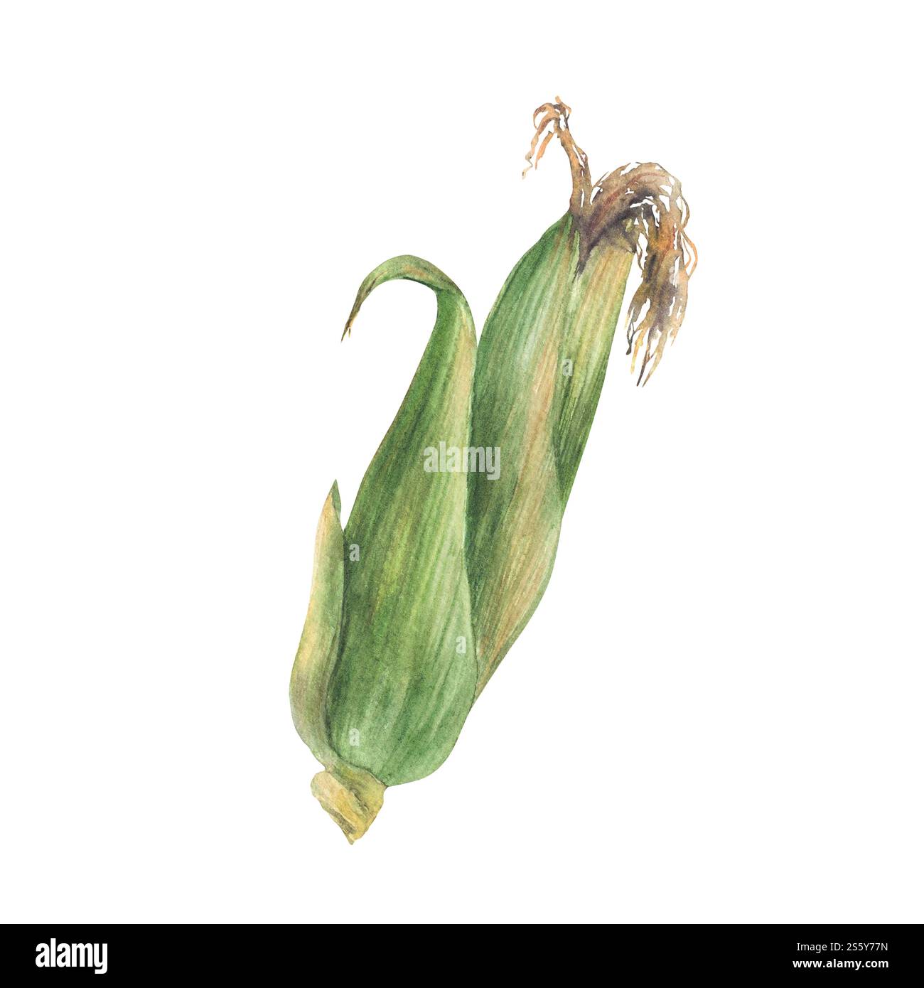 Corn cob, raw plant with green leaves and husks Sweet maize, grain ...