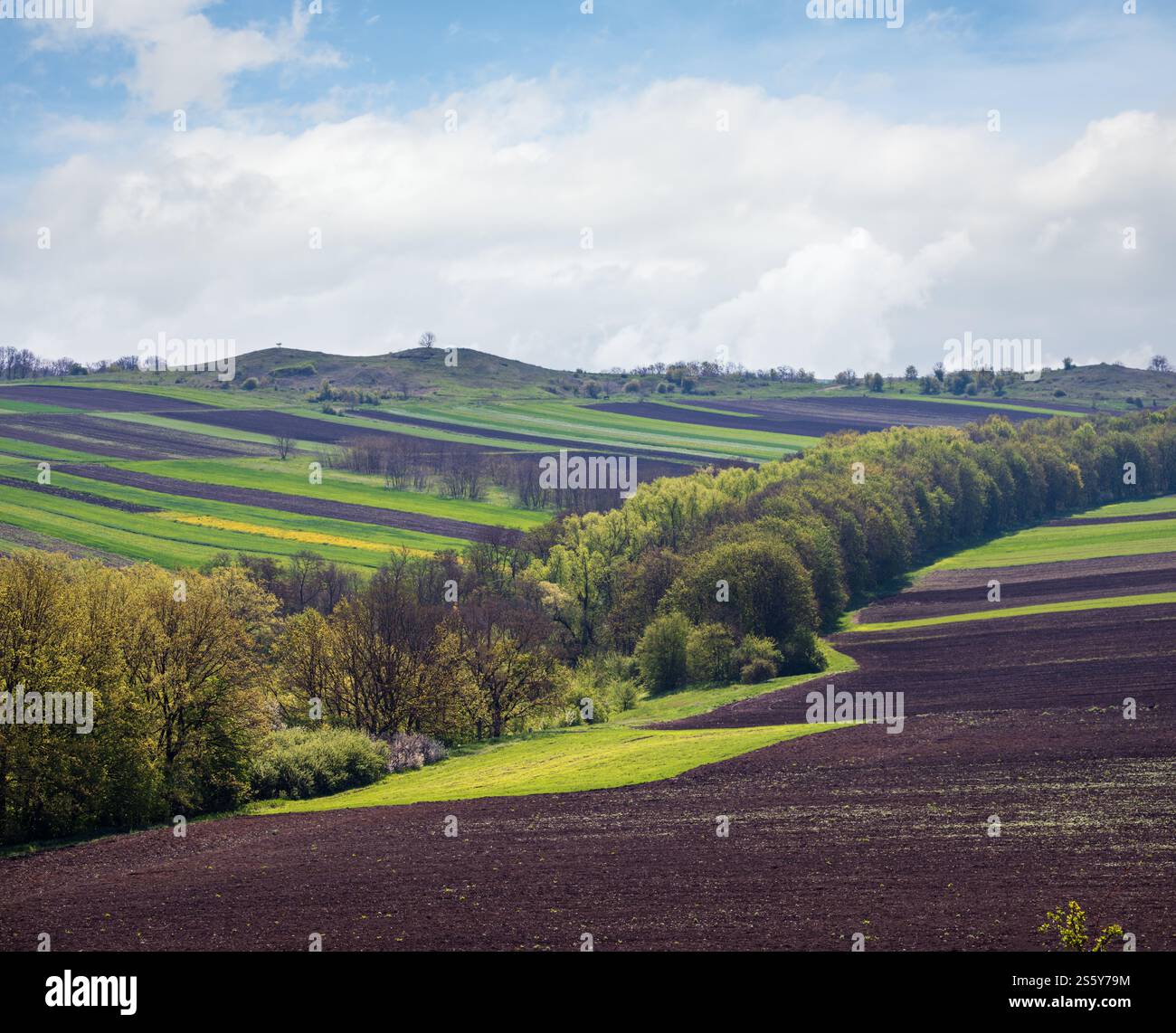 Landscape spring grove trees hi-res stock photography and images - Alamy