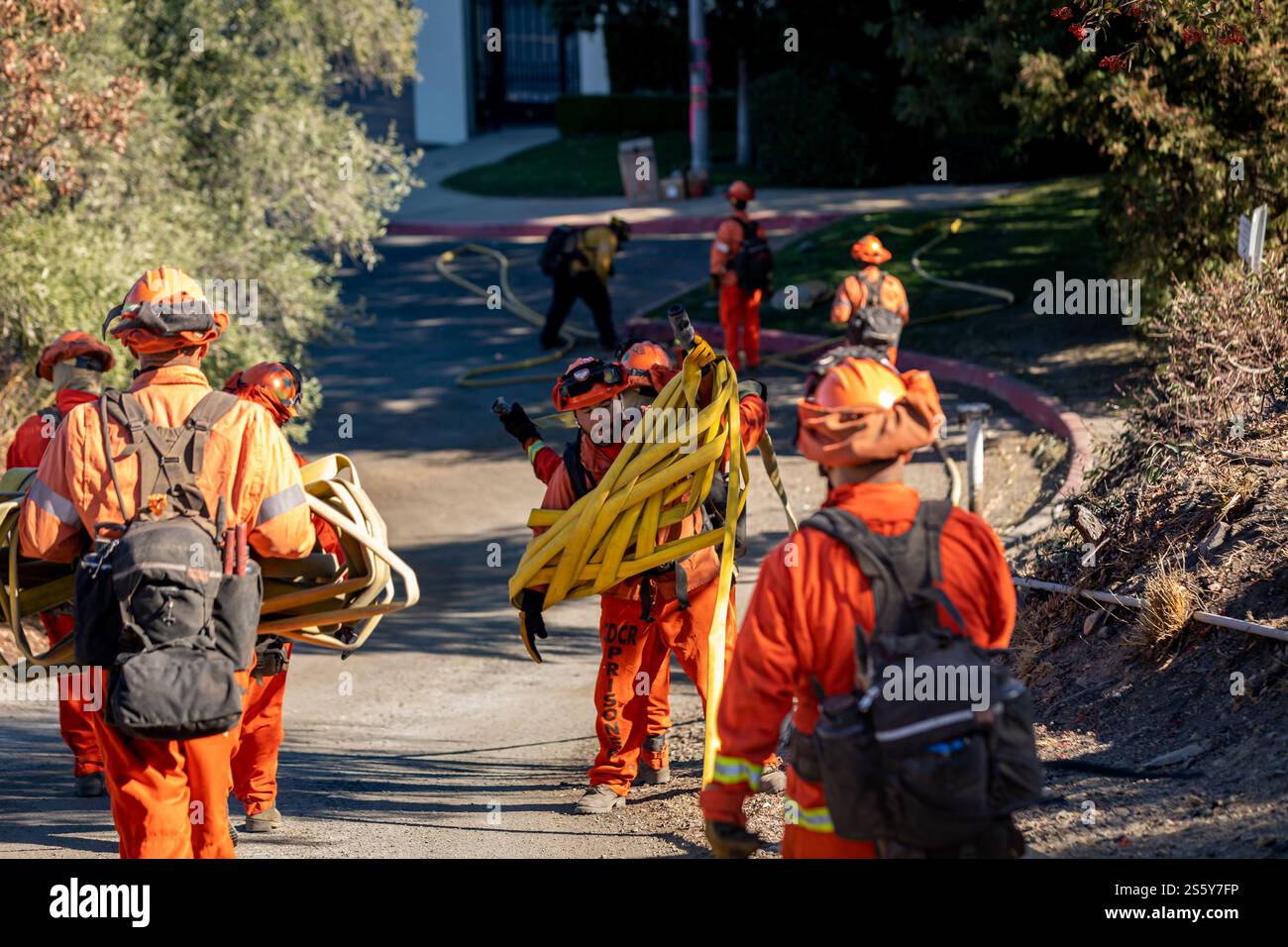 Inmates from California’s prisoner firefighter program coil hose along ...