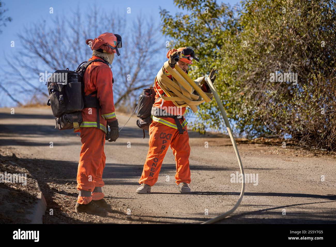 Inmates from California’s prisoner firefighter program coil hose along ...