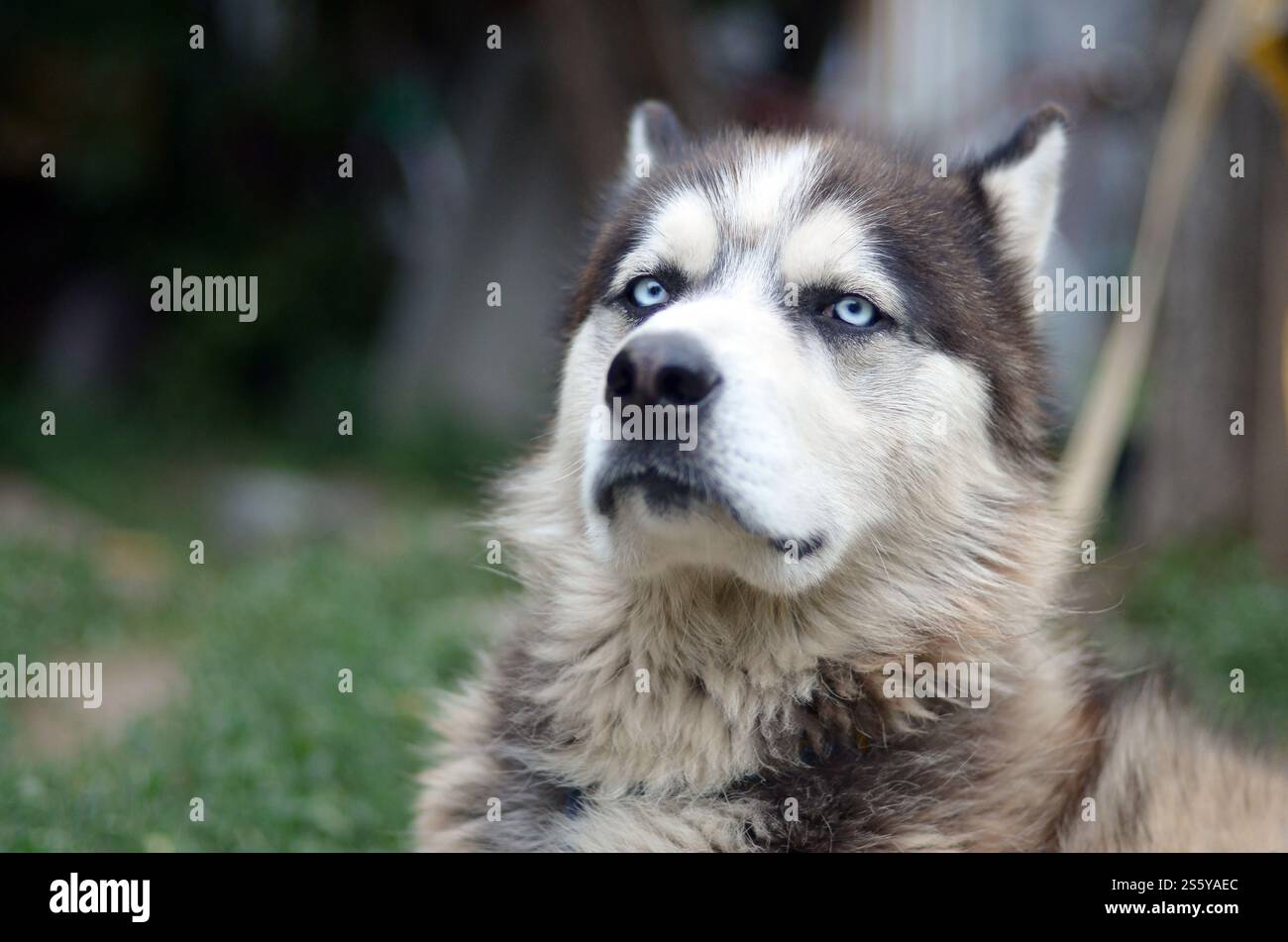 Frontal view of proud handsome young husky dog with head in profile ...