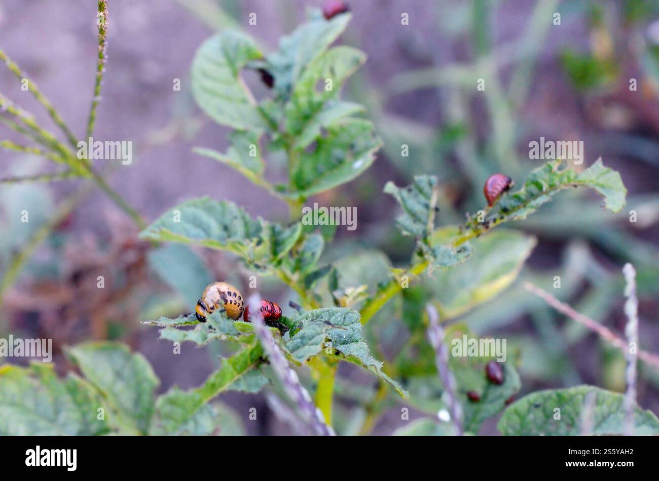 Colorado potato beetle larvae eat leaf of young potato, closeup. Pests ...