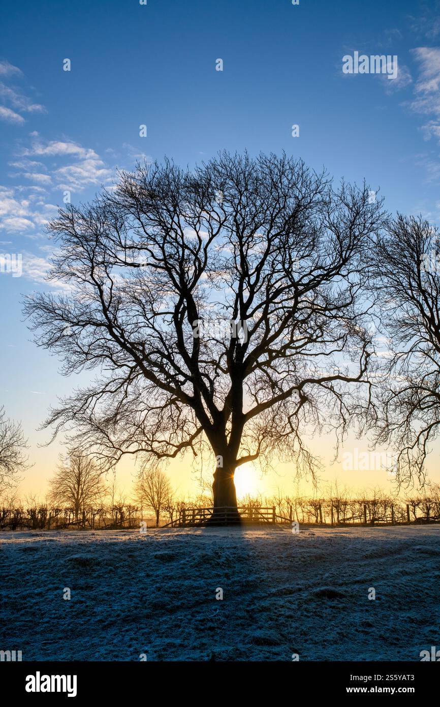 Trees in the frost and mist on the Cotswold Way after sunrise ...