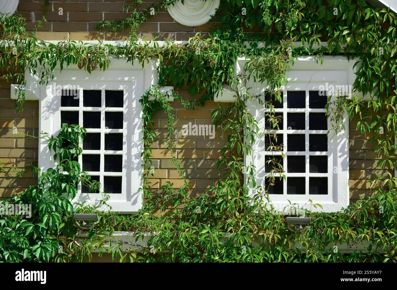 White window on green wall with climbing plant. Natural green leaf ...