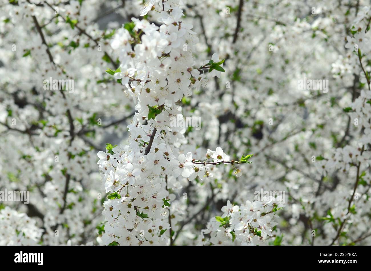 Close up of blossoming green apple tree with white flowers in a garden ...