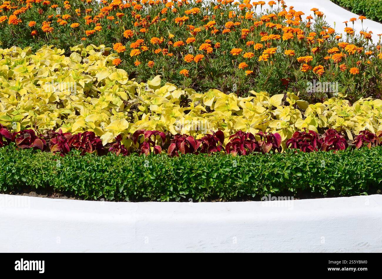 Coleus flowerpot. Beautiful perspective of natural coleus plant leaves ...