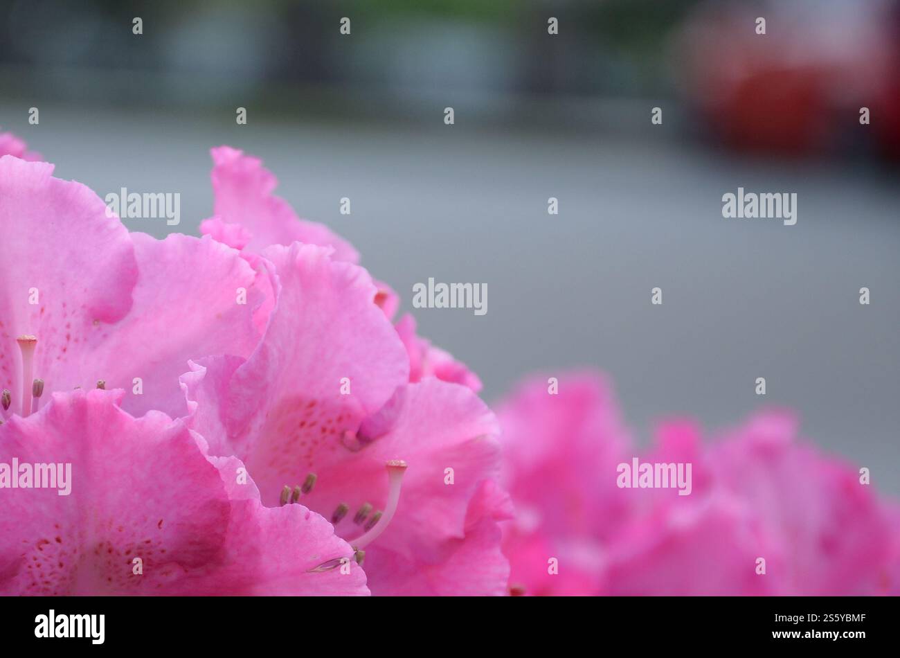 A large bush blooming Rhododendron in the botanical garden. Many pink ...