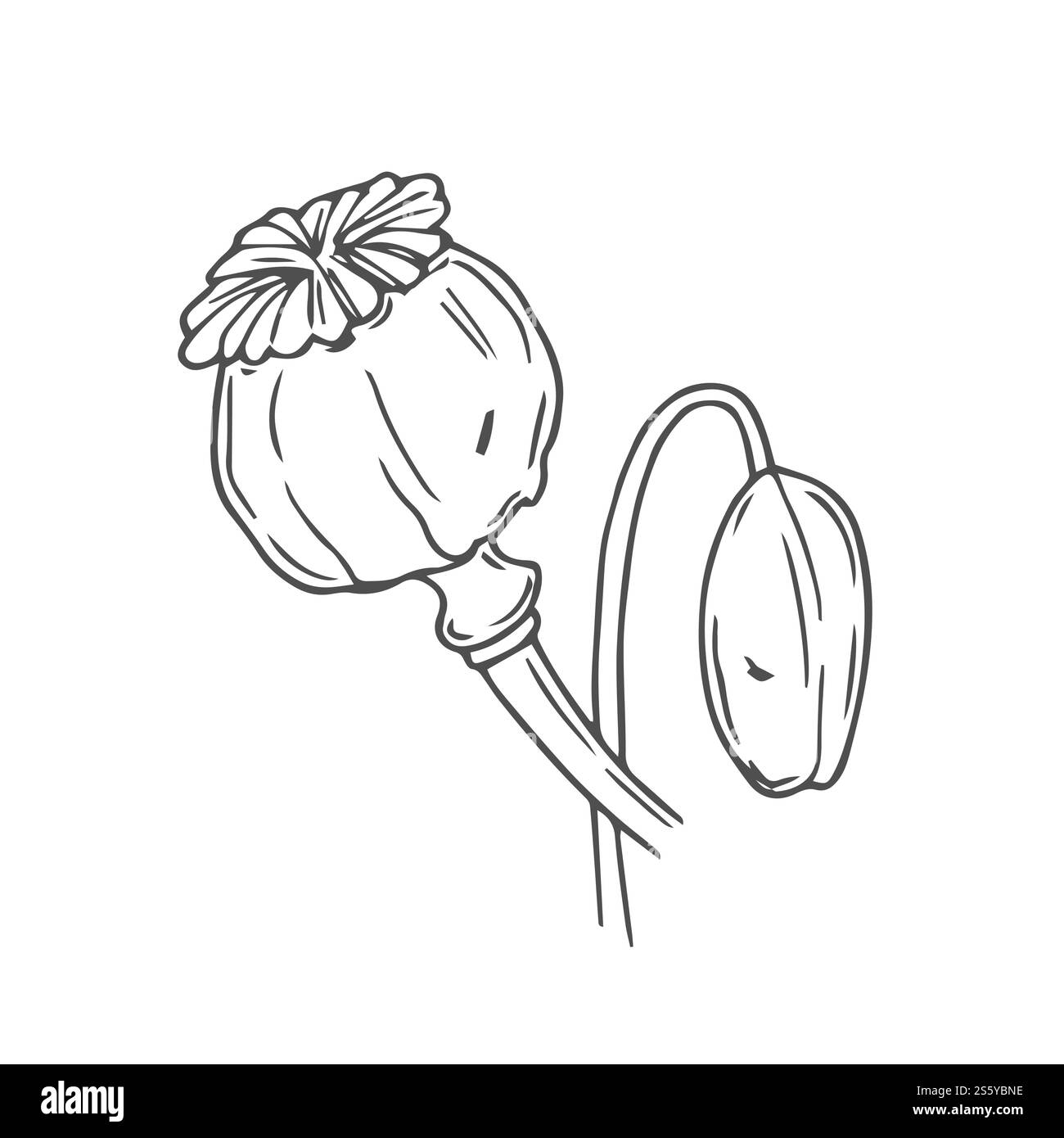 Sketch poppy heads with seeds, vector dry flower pods isolated on white ...