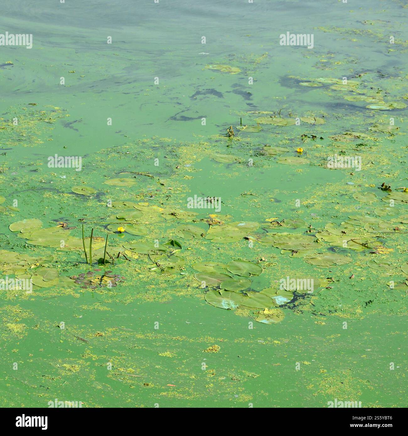 The surface of an old swamp covered with duckweed and lily leaves. Many ...