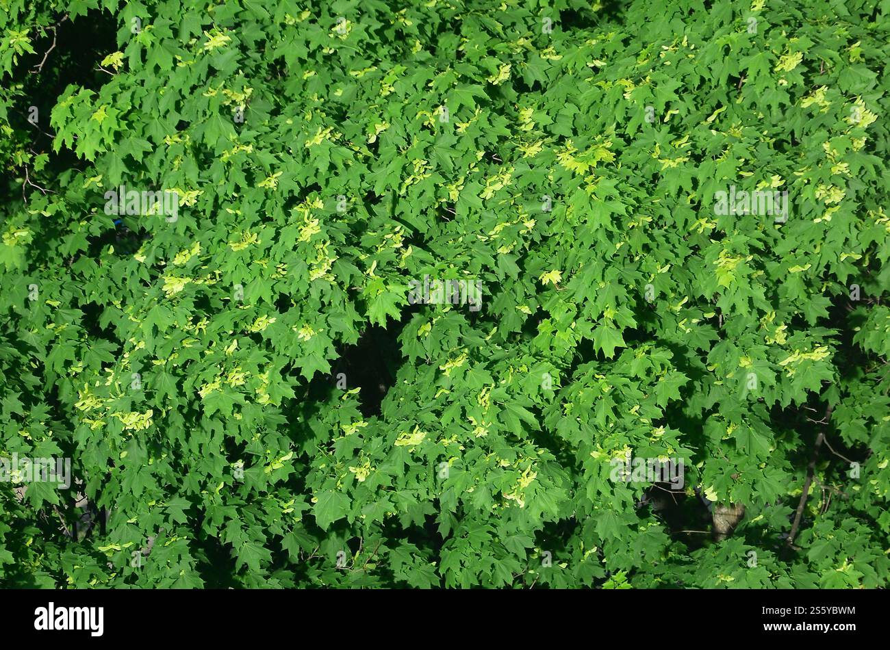 Many green flowering maple trees close up top view. Green flowering ...