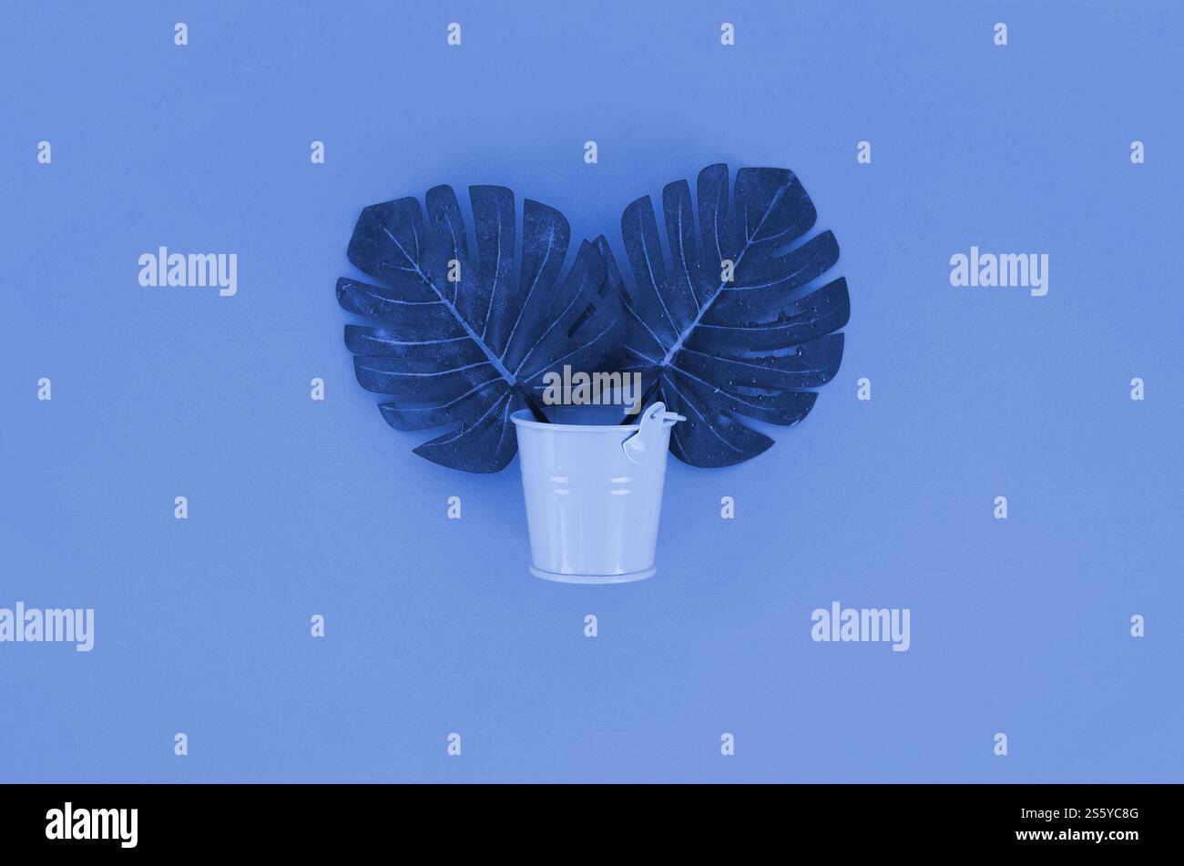 Tropical palm monstera leaf lies in a pastel pail on phantom classic ...