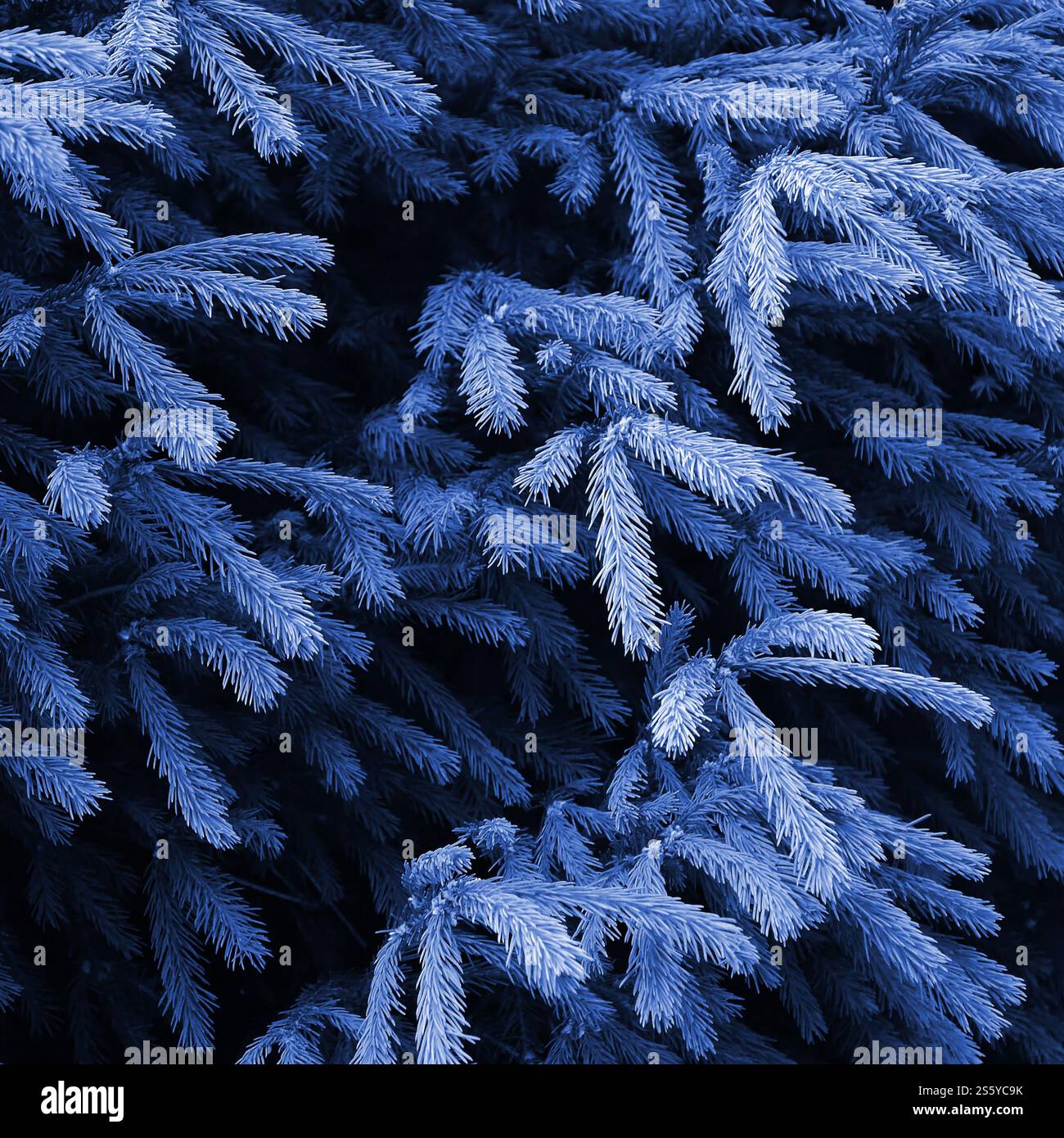Fluffy fir tree brunch close up. Christmas wallpaper concept with copy ...