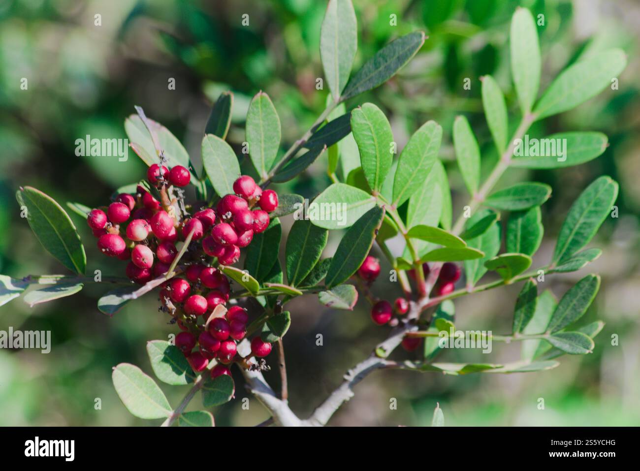 Pistacia lentiscus commonly known as lentisk or mastic Stock Photo - Alamy