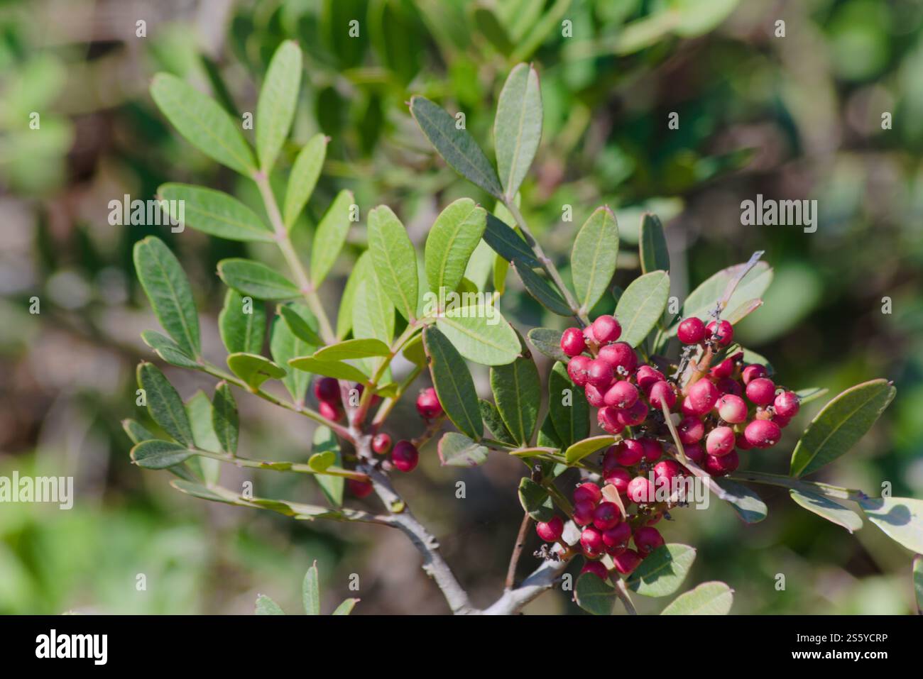 Pistacia lentiscus commonly known as lentisk or mastic Stock Photo - Alamy