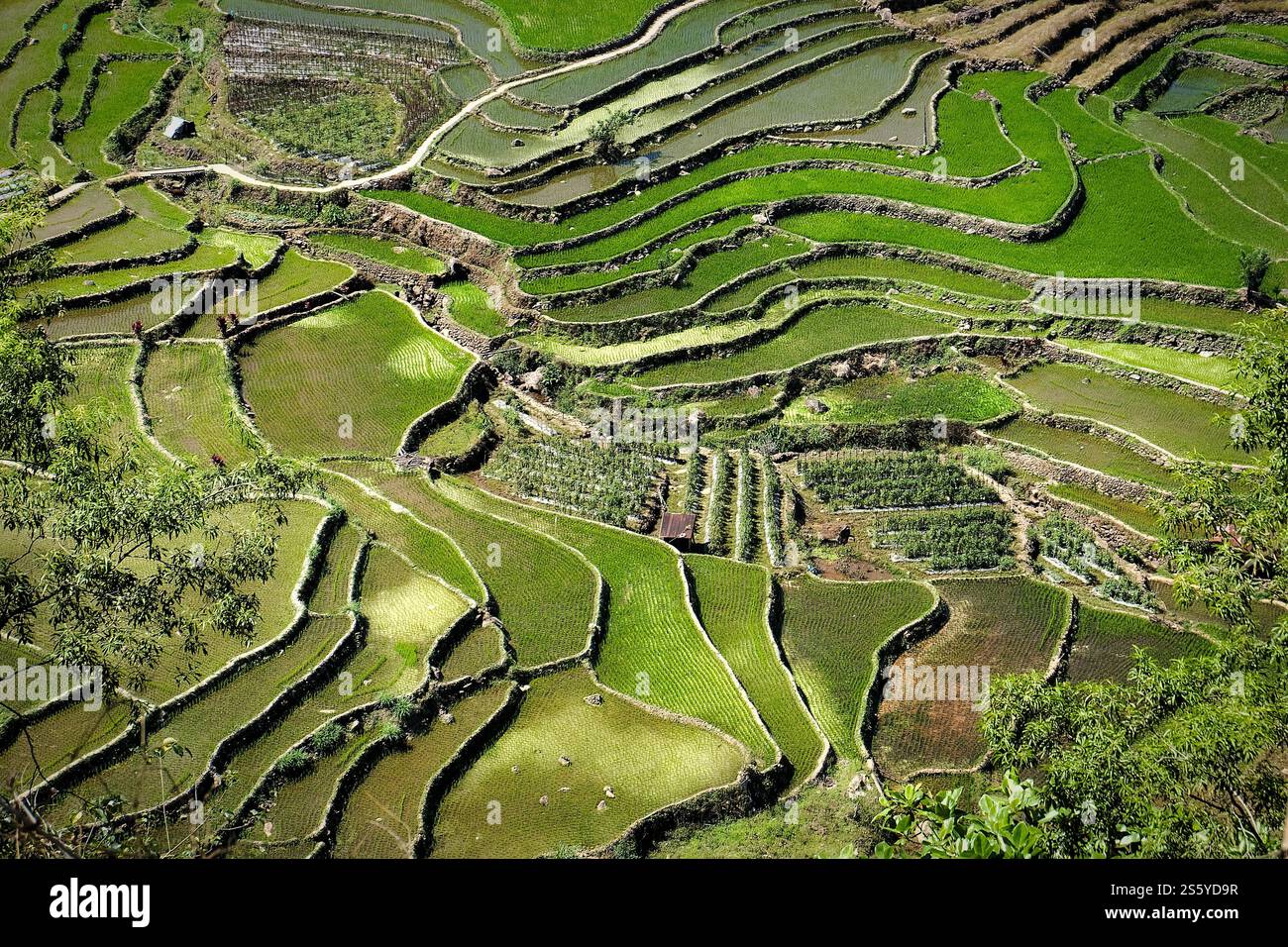 Rice Field Terracing in Sulawesi Stock Photo - Alamy