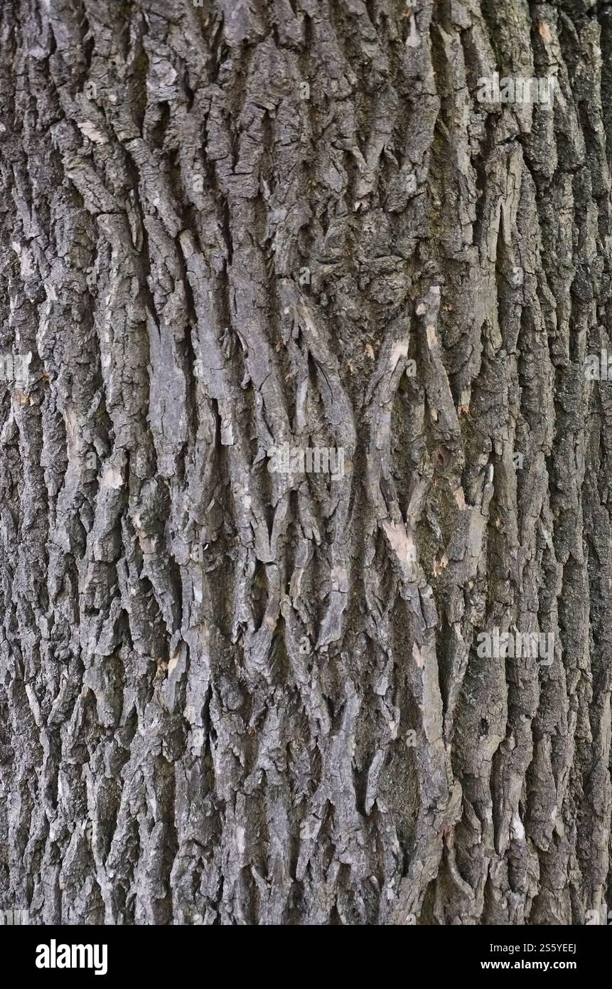 Close up of a wood brown bark texture in daytime outdoors Stock Photo ...