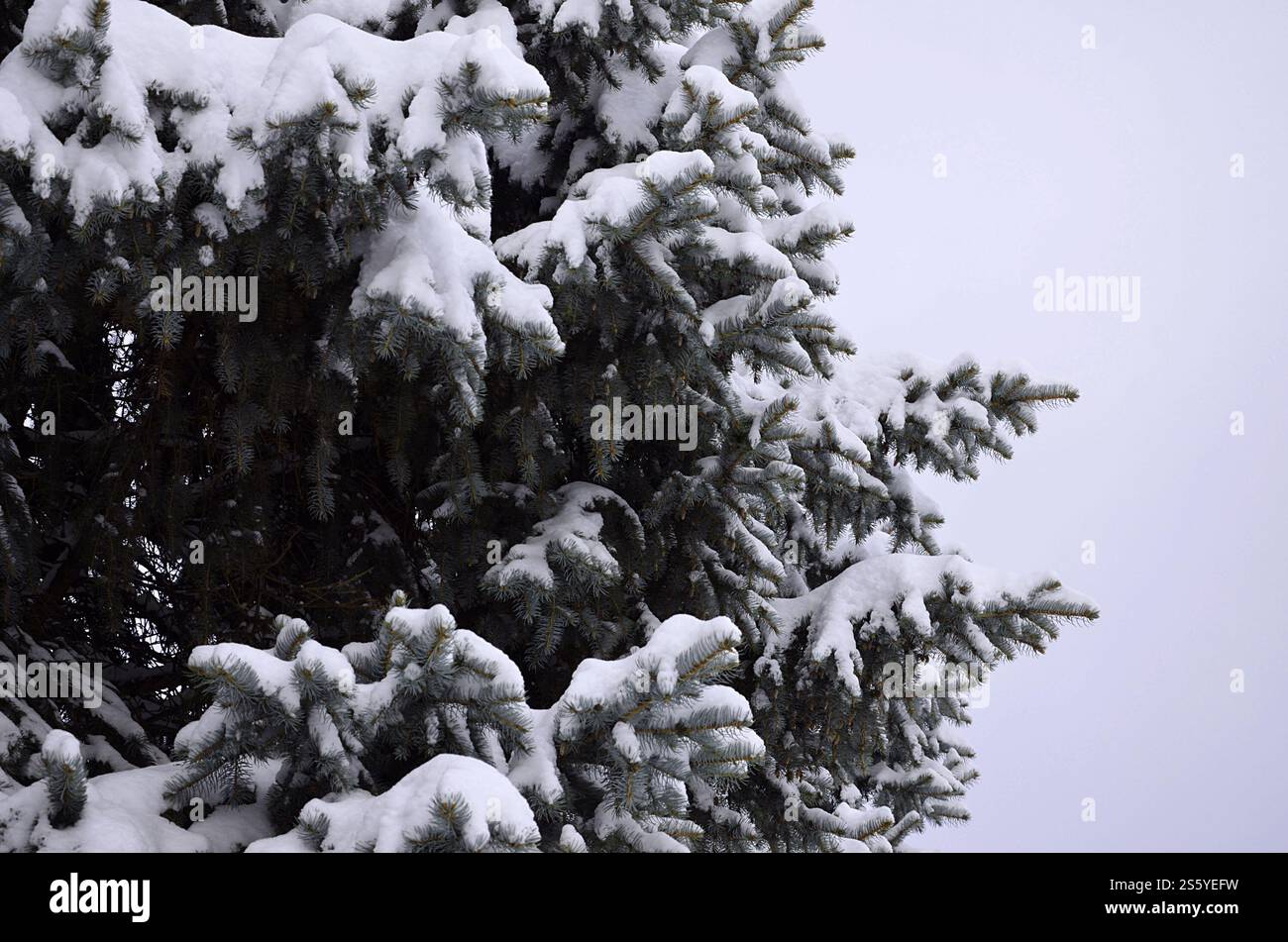 Russian Branch of green fir. Green prickly branches of pine tree under ...