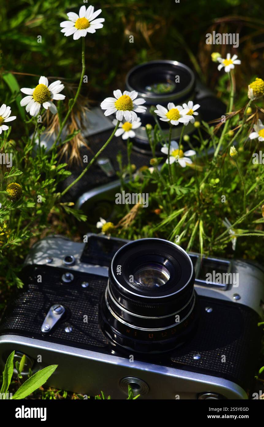 An old photo cameras from mid of 20th century in green field of daises ...