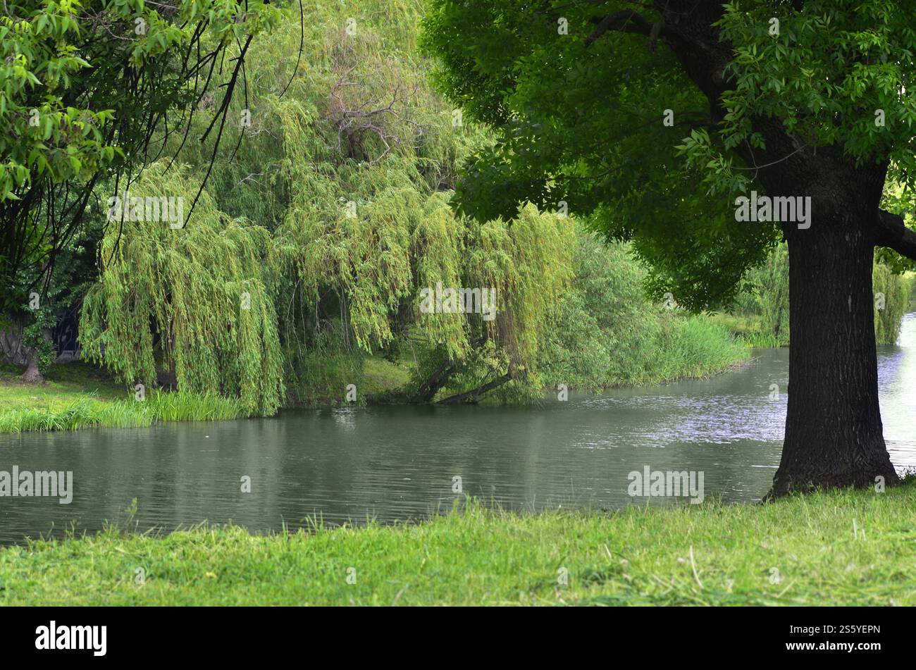 Willow tree bent over the picturesque lake water Stock Photo - Alamy