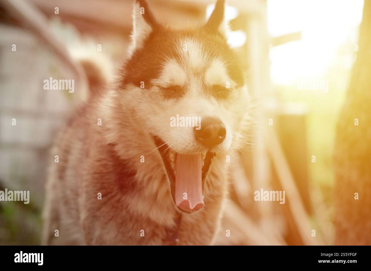 Husky dog yawning at the sun rays. Sleepy dog funny yawns with wide ...