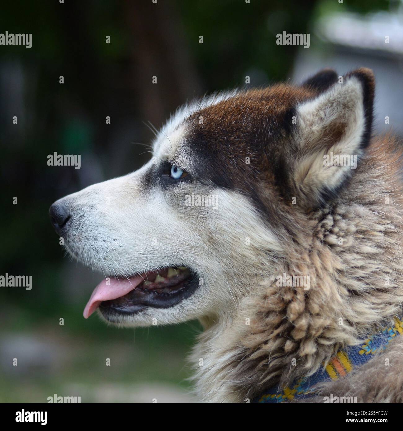 Alaskan Malamute with blue eyes. The Arctic Malamute is a wonderful ...