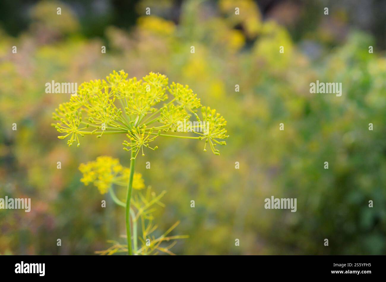 Yellow flowers of dill in garden fields close up. Anethum graveolens ...