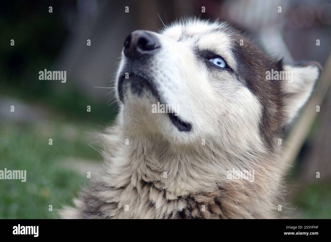 Frontal view of proud handsome young husky dog with head in profile ...