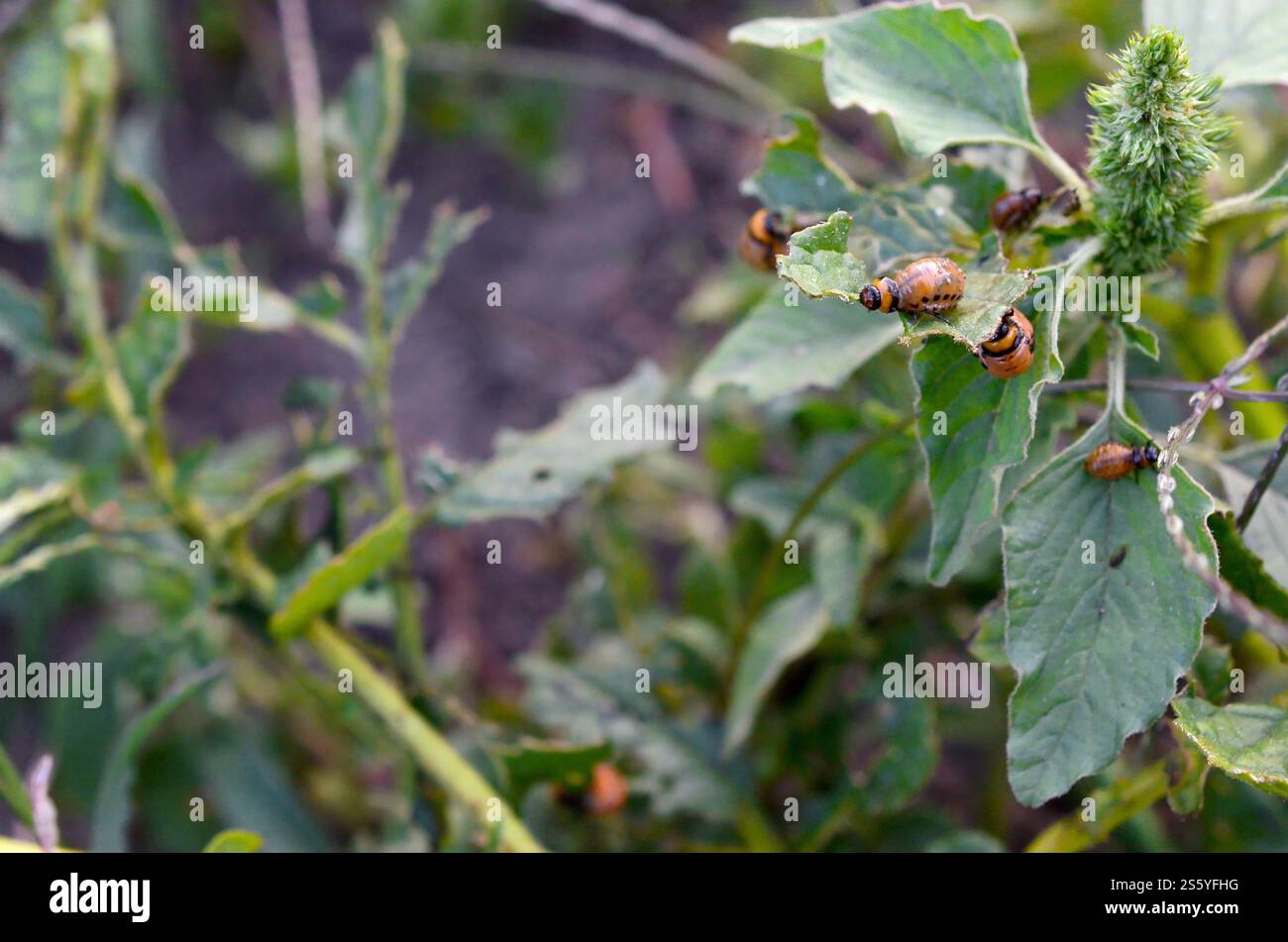Colorado potato beetle larvae eat leaf of young potato, closeup. Pests ...